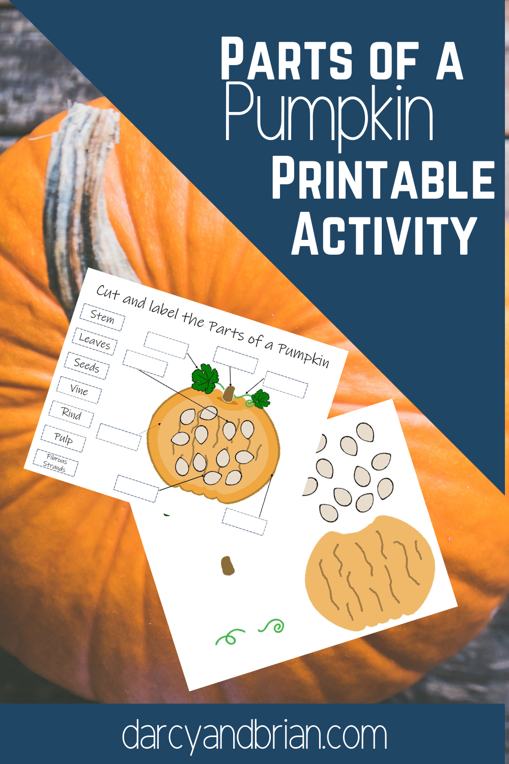 Parts of a Pumpkin Printable Pack - Darcy and Brian - Shop