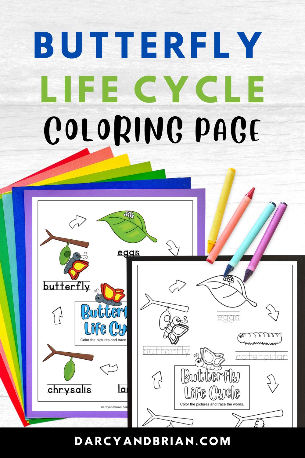 Butterfly Life Cycle Coloring Sheet - Darcy and Brian - Shop